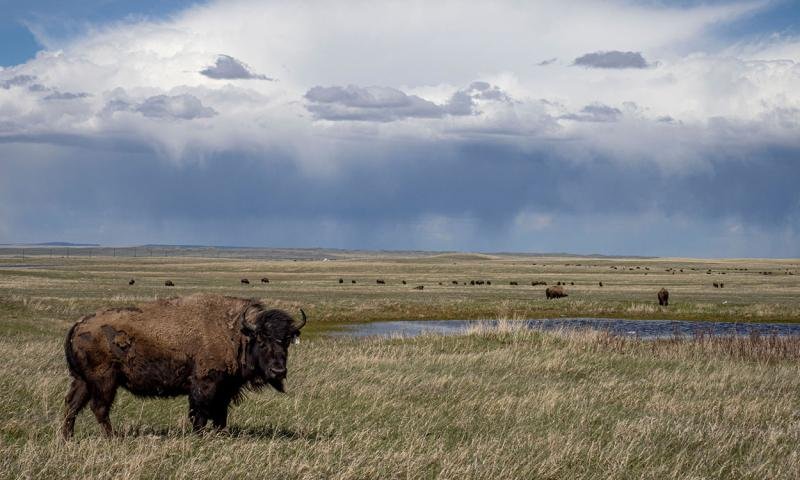 Blair Underwood Turns Bison Hobby Into Six-Pack Cattle Venture ...